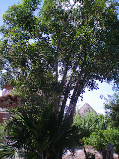 School Garden Adventures: From Mexico to Chicago: Blat Ha Garden Updates